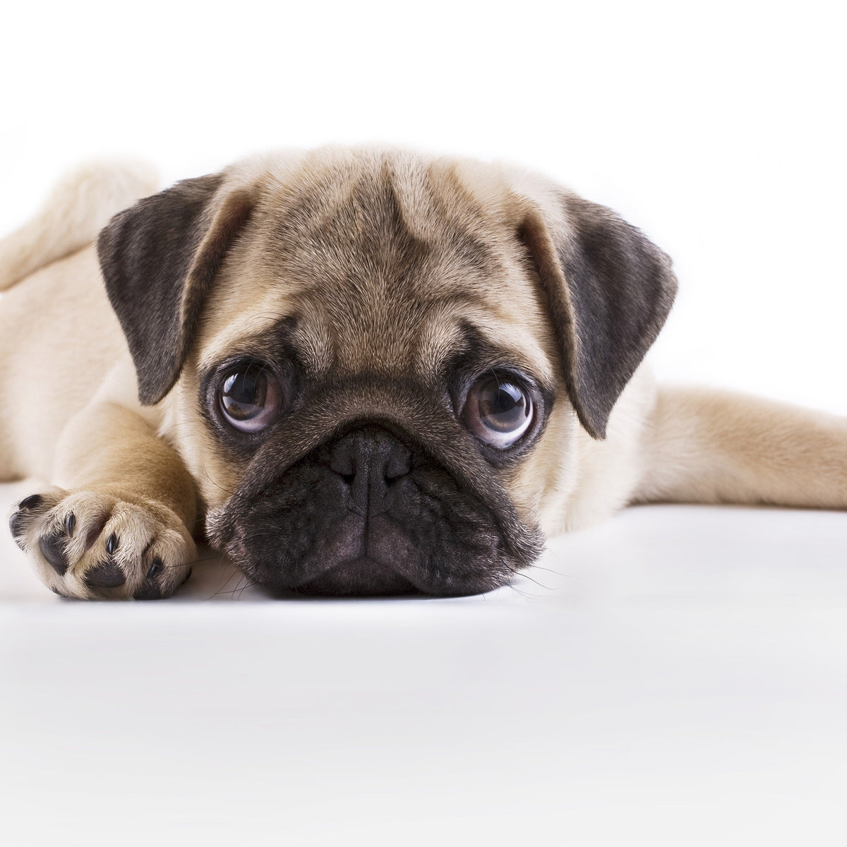 Mops mit Nase – die Zukunft für alle Mopsfans? – natürlich ...